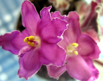 Apache Celebration – bloomlovers.com